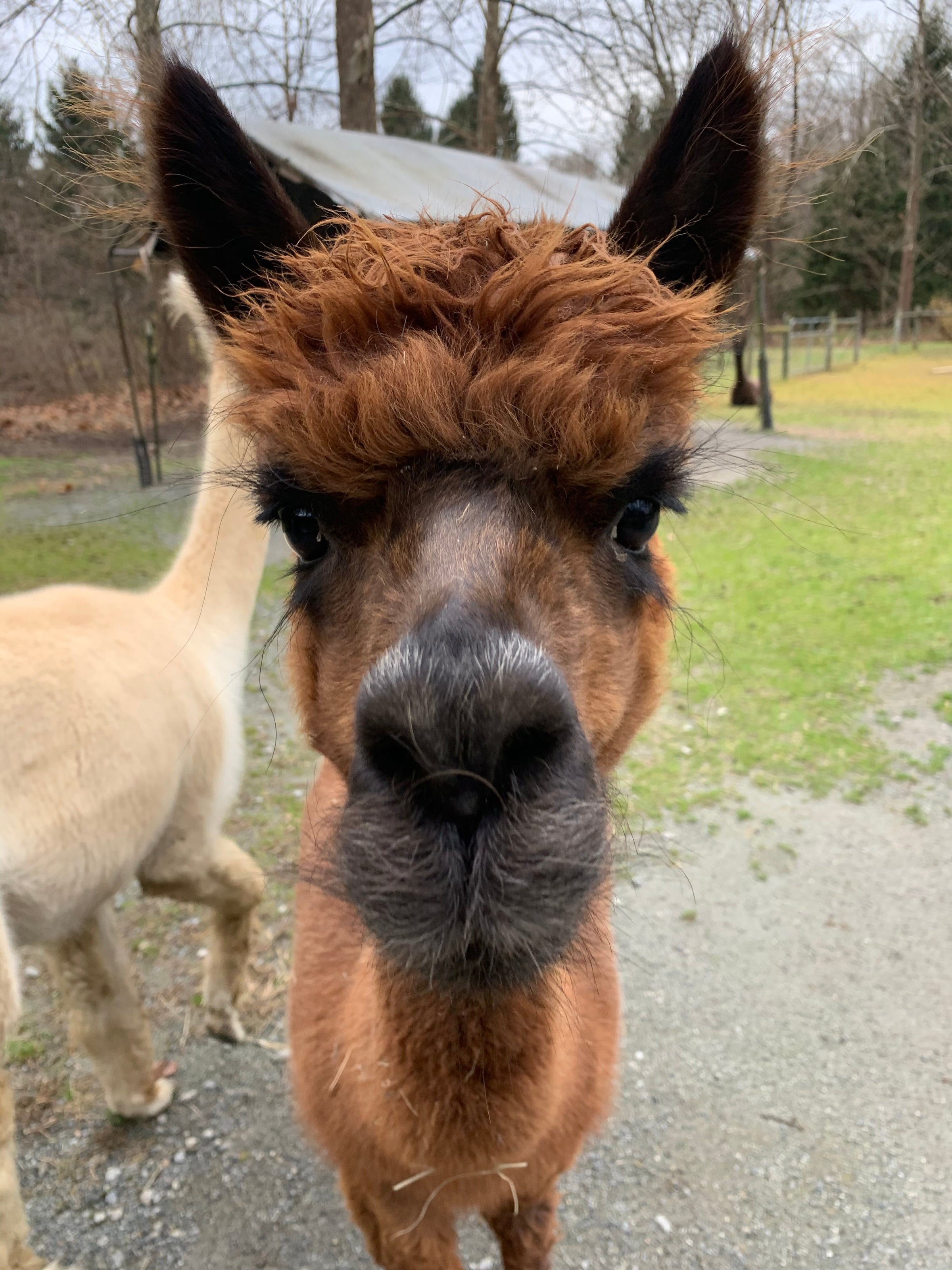 alpaca eyelashes