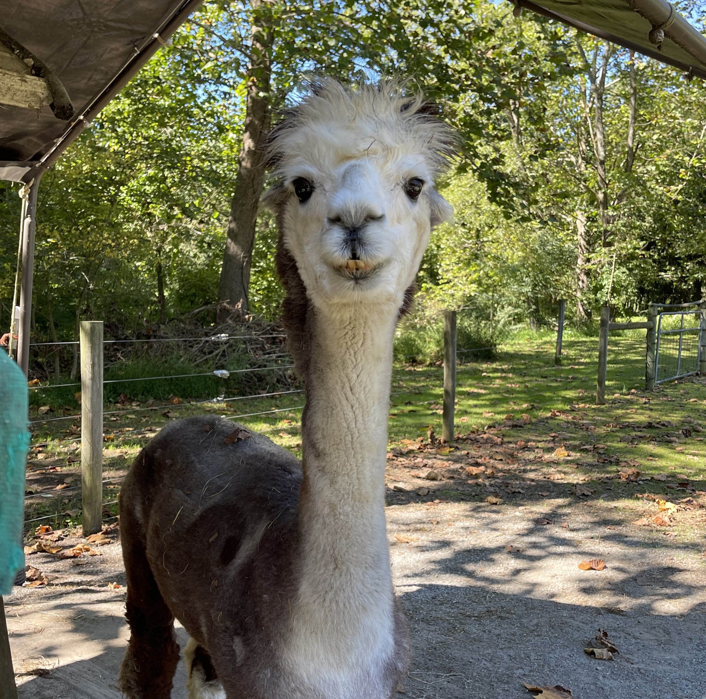 Adopt an Alpaca- 6 Months
